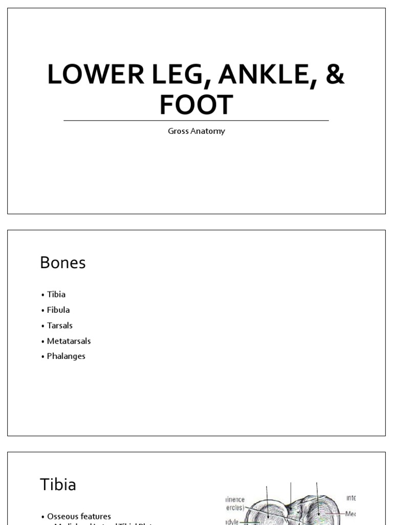 Lower Leg, Ankle, and Foot Anatomy | PDF | Foot | Ankle