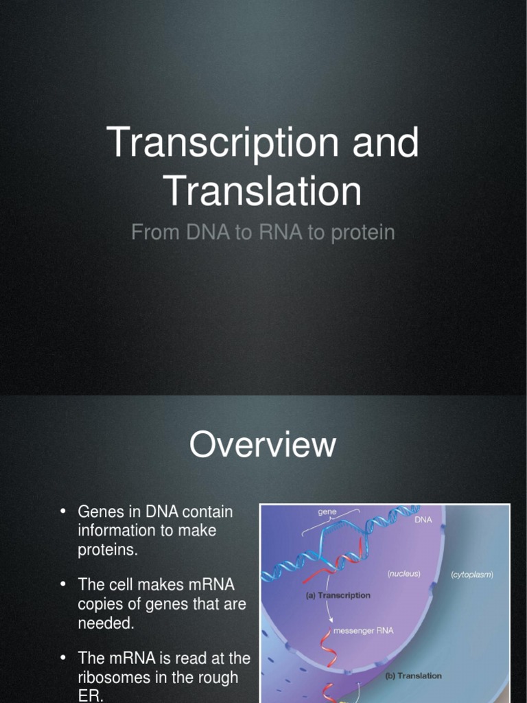 Transcription and Translation Overview | PDF | Translation (Biology ...