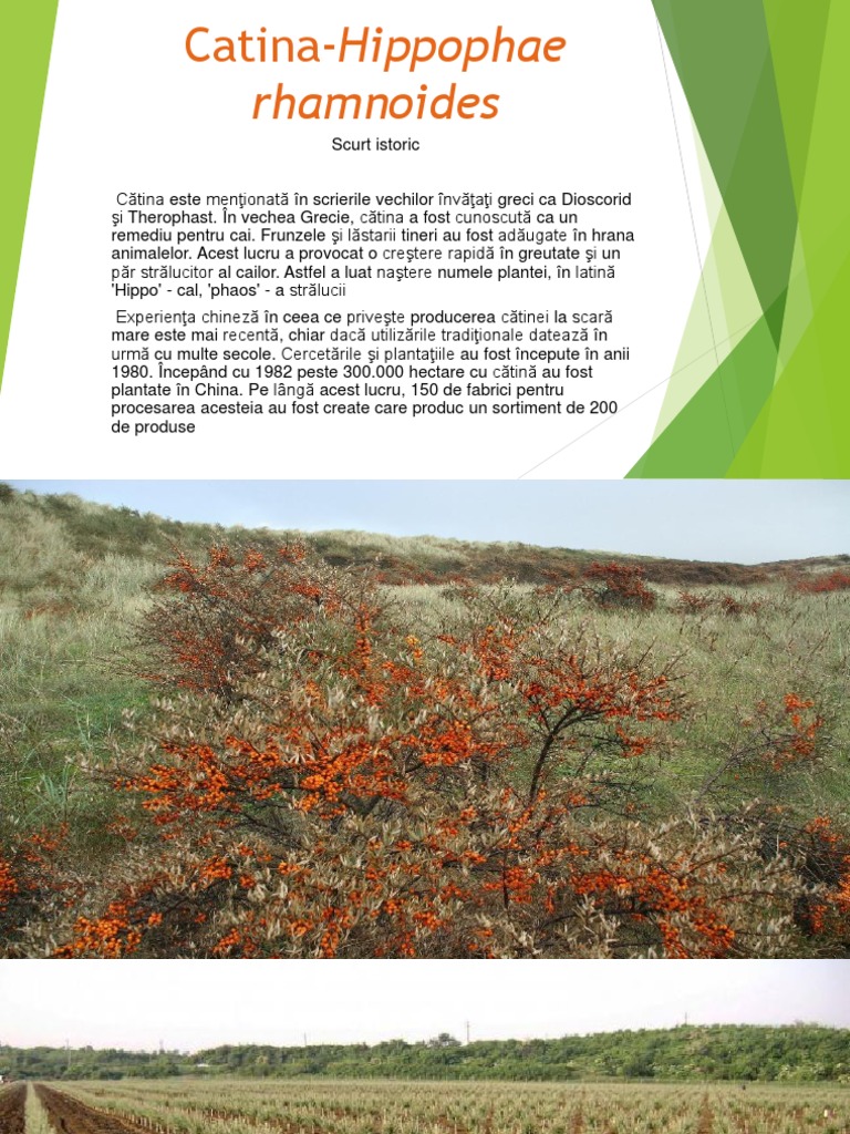 Catina Si Utilizarile Ei | PDF