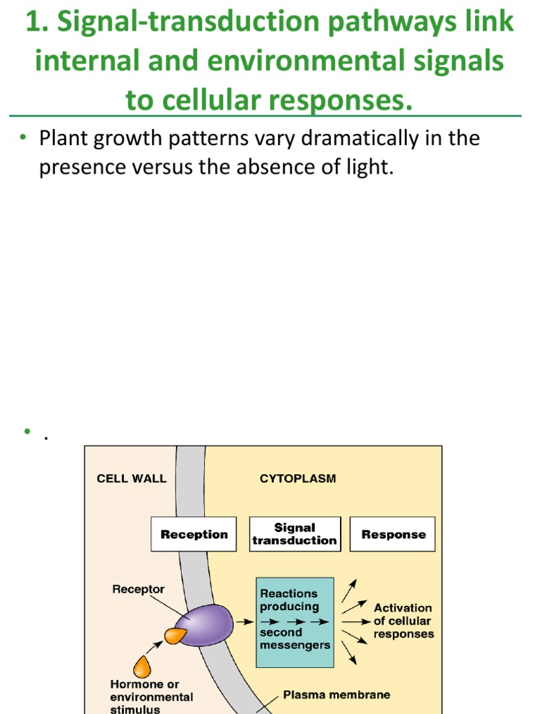 Plant Growth Patterns Vary Dramatically in The Presence Versus The ...