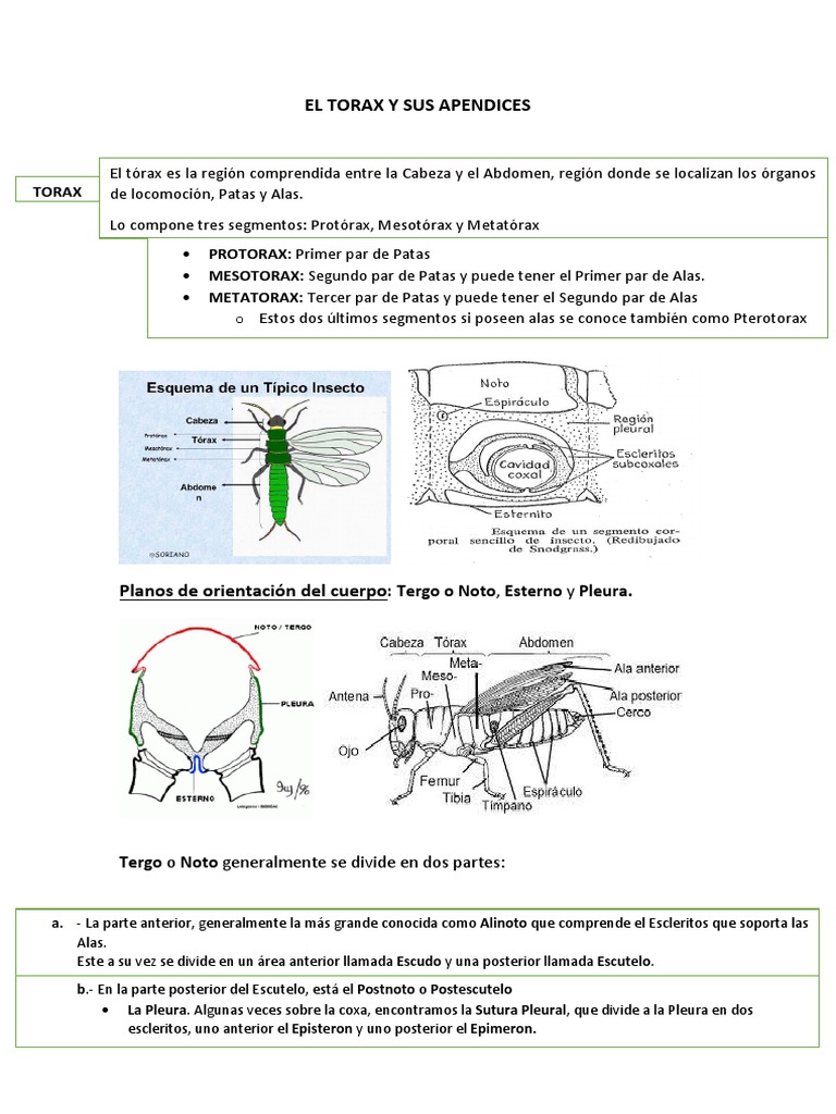 Estructura y Función del Tórax Insecto | PDF | Insectos | Mosca