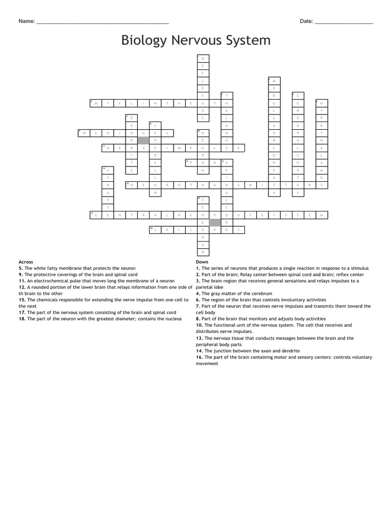 Nervous System Crossword Answers | PDF | Neuron | Action Potential