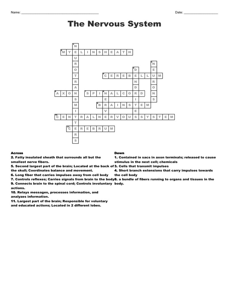 The Nervous System Answer Key | PDF | Axon | Primate Anatomy