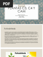 Diferencias Entre Plantas C3 y C4 | PDF | Fotosíntesis | Metabolismo
