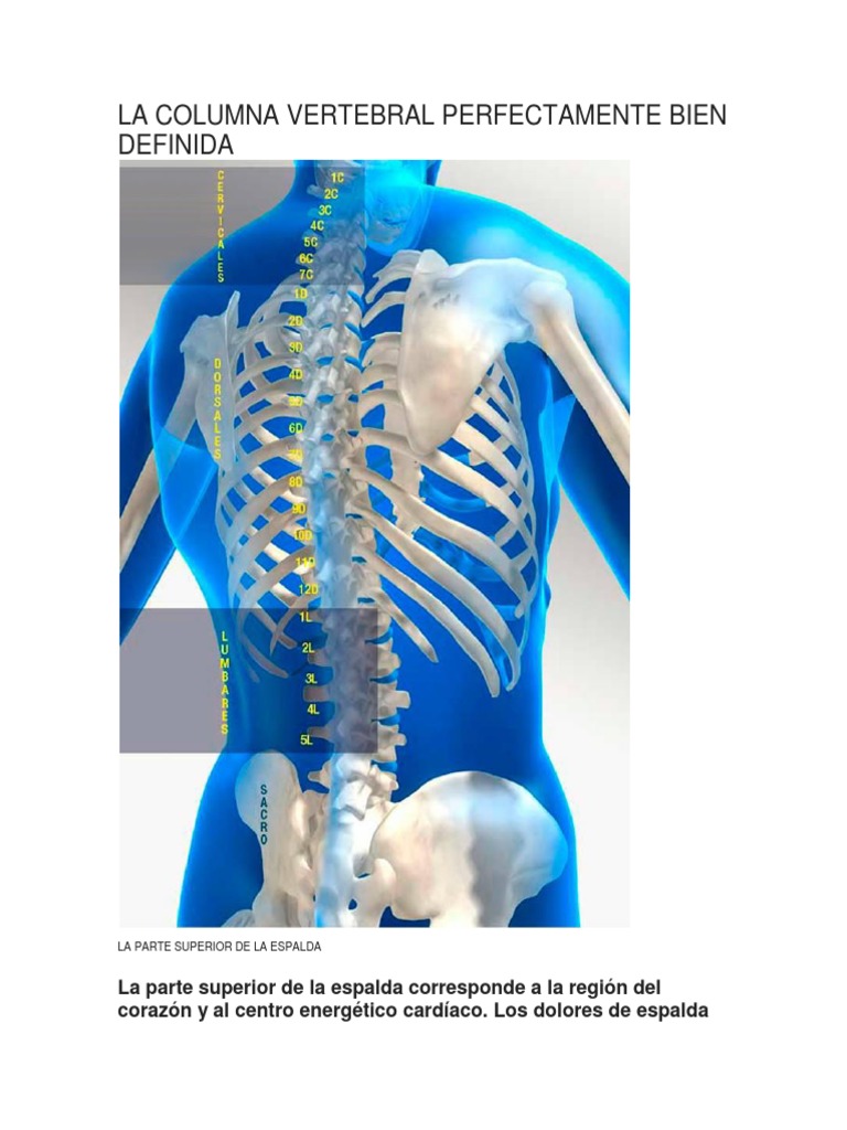 Columna Vertebral Perfectamente Bien Definida | PDF | Vértebra | La ...