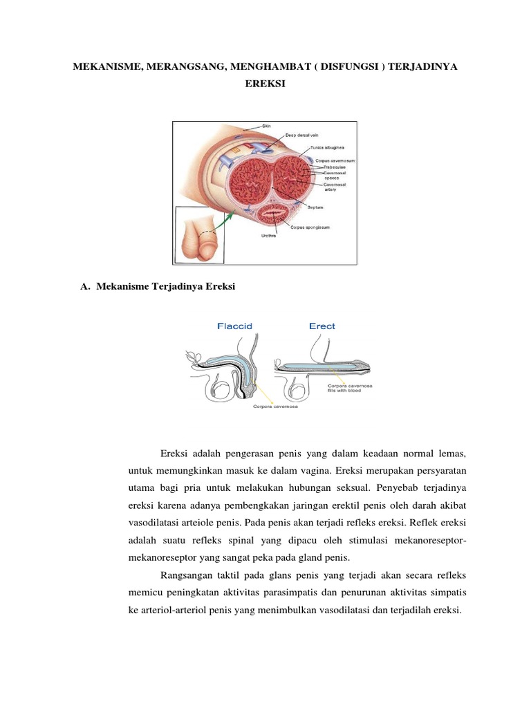 Mekanisme Ereksi | PDF