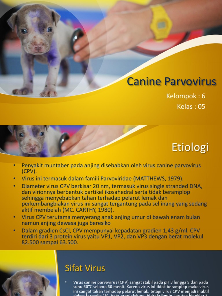 CPV | PDF