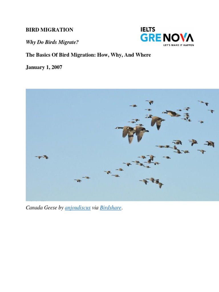 Understanding Bird Migration Basics | PDF | Bird Migration | Birds