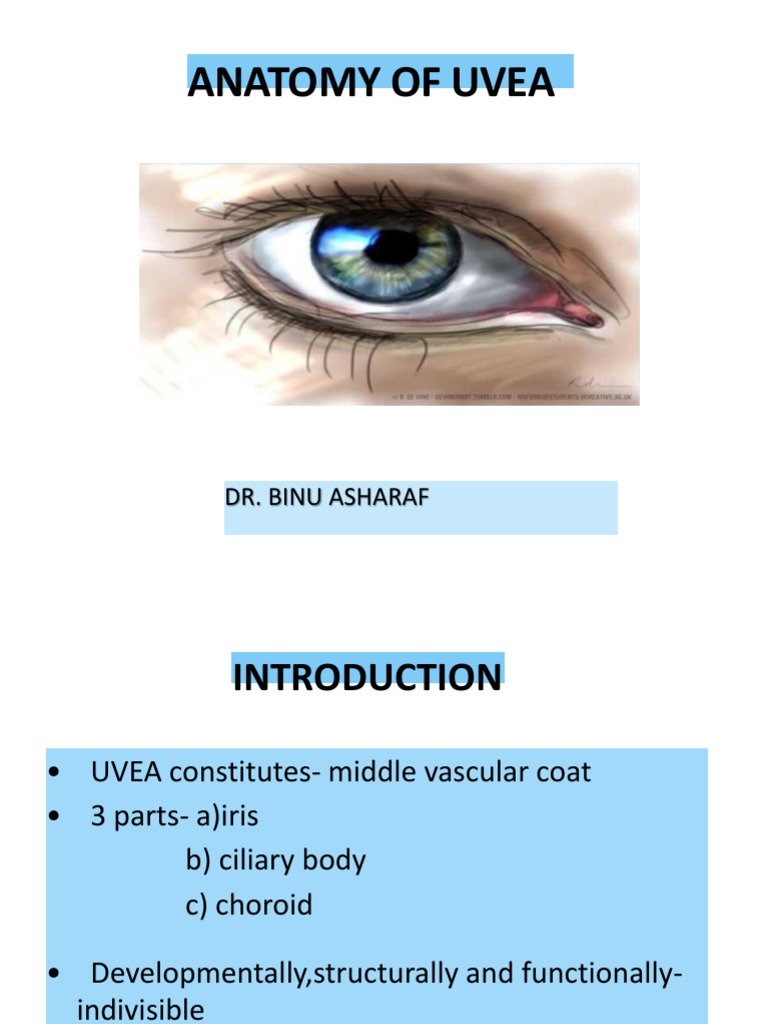 Anatomy of Uvea: Dr. Binu Asharaf | PDF | Retina | Ophthalmology