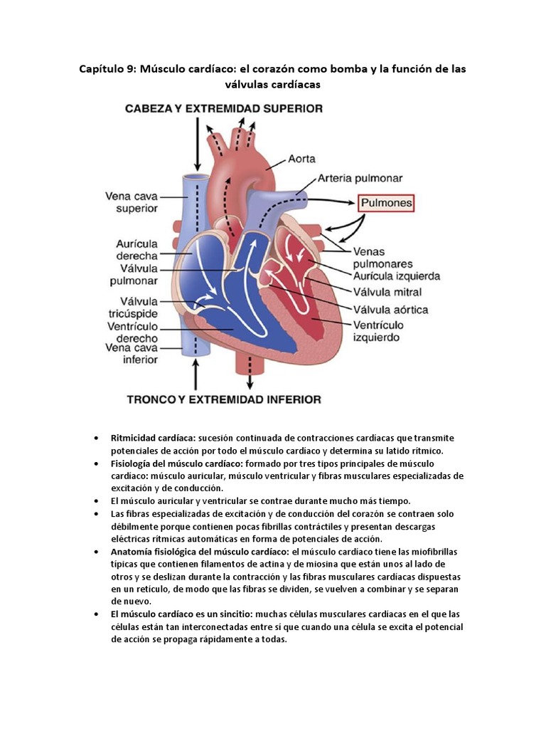 Resumen Guyton Capítulo 9 | PDF | Potencial de acción | Corazón