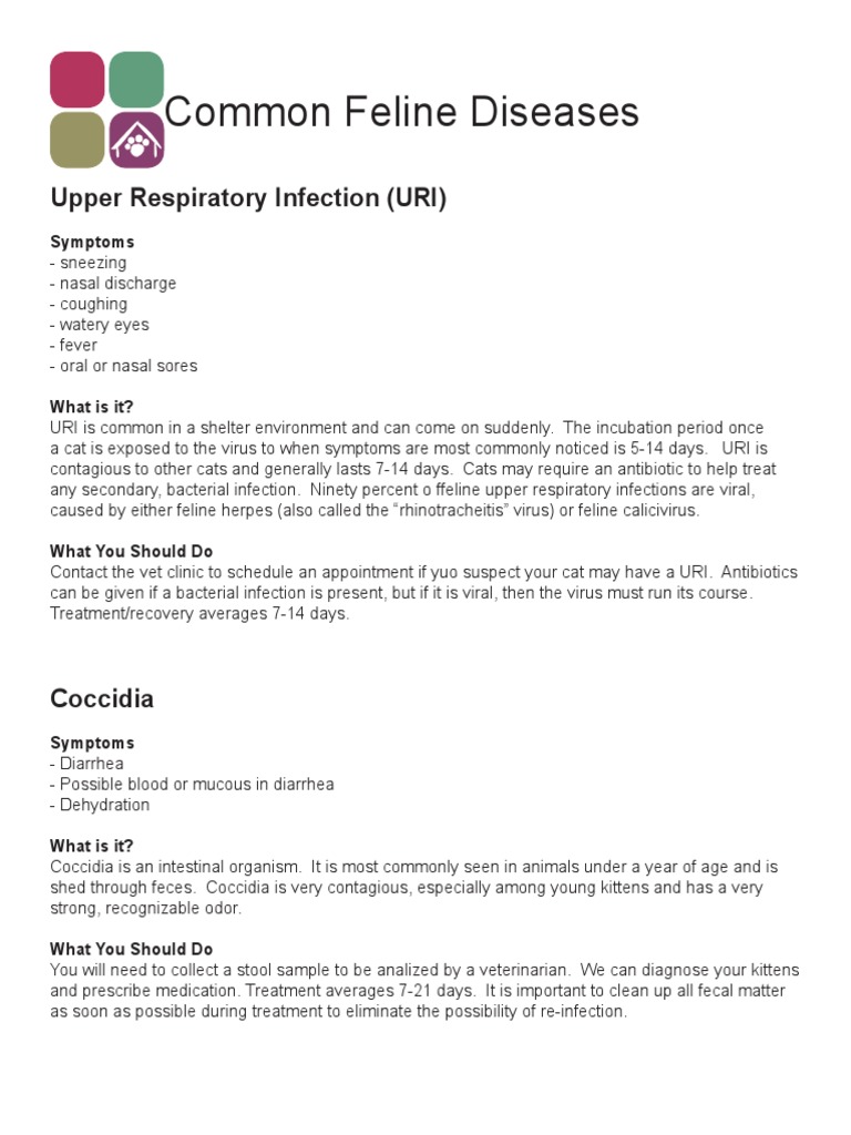 Common Feline Diseases: Upper Respiratory Infection (URI) | PDF ...
