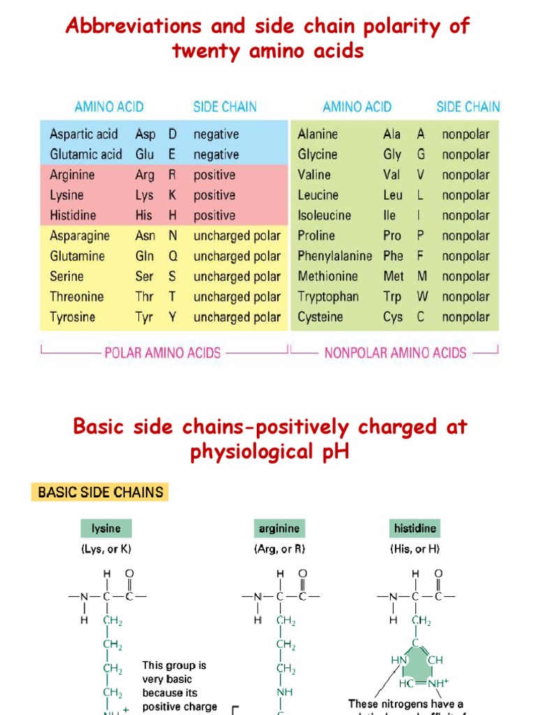 Amino Acids and Protein Structure | PDF | Protein Structure | Alpha Helix