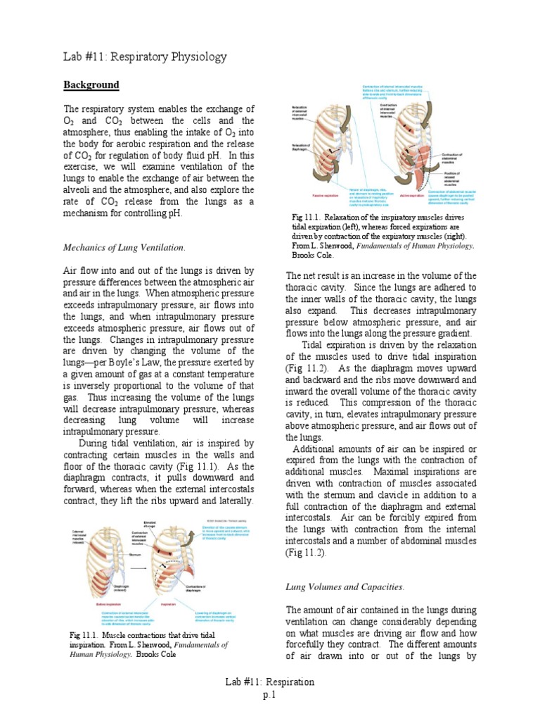 Lab #11: Respiratory Physiology: Background | PDF | Exhalation ...