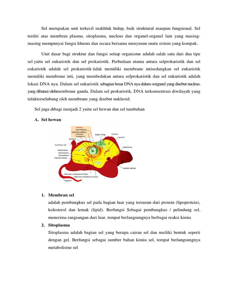Rangkuman Sel Hewan Tumbuhan | PDF | Griya & Taman | Sains & Matematika