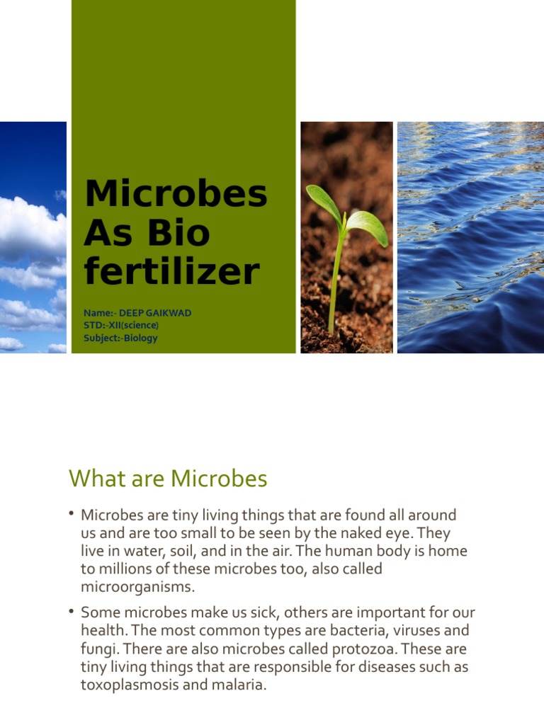 Microbes As Biofertilizer | PDF | Organic Farming | Cyanobacteria