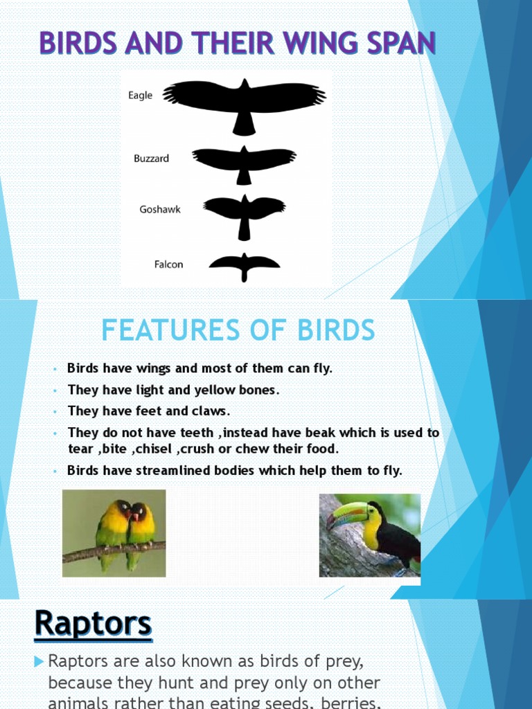 Birds and Their Wings Span | PDF