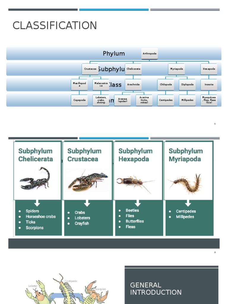 Classification and Characteristics of Major Arthropod Orders: An ...