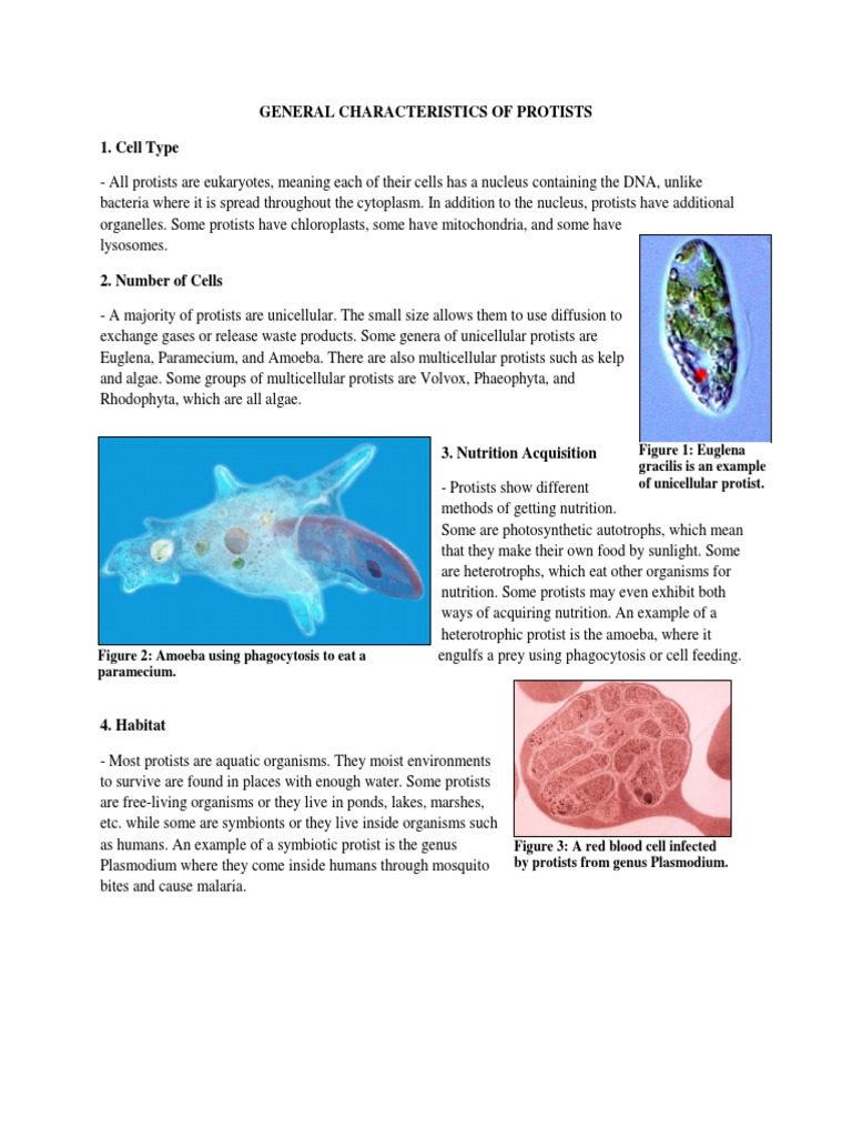 An In-Depth Exploration of the Diverse Kingdom of Protists: Their ...
