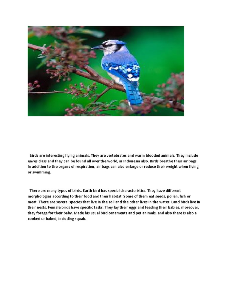 Birds Are Interesting Flying Animals | PDF