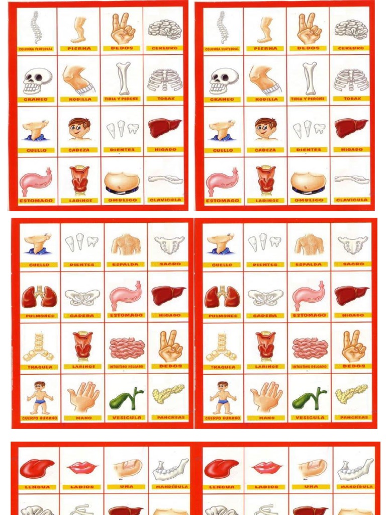 Bingo Del Cuerpo Humano | PDF