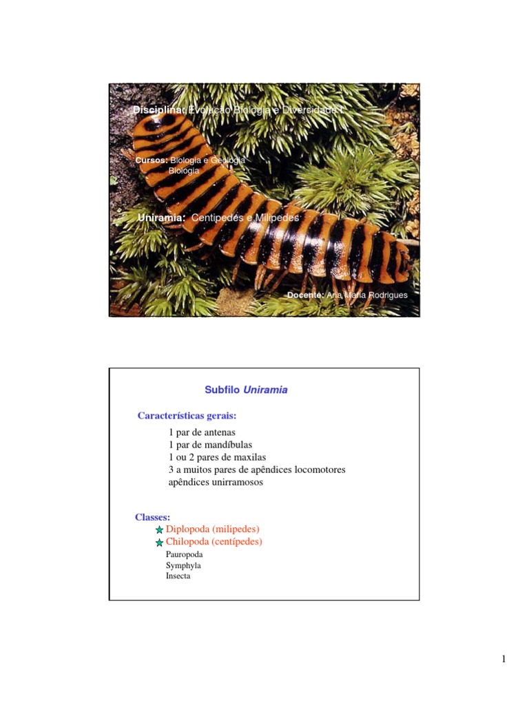 19 - Uniramia e Insectos | PDF | Insetos | Mimetismo