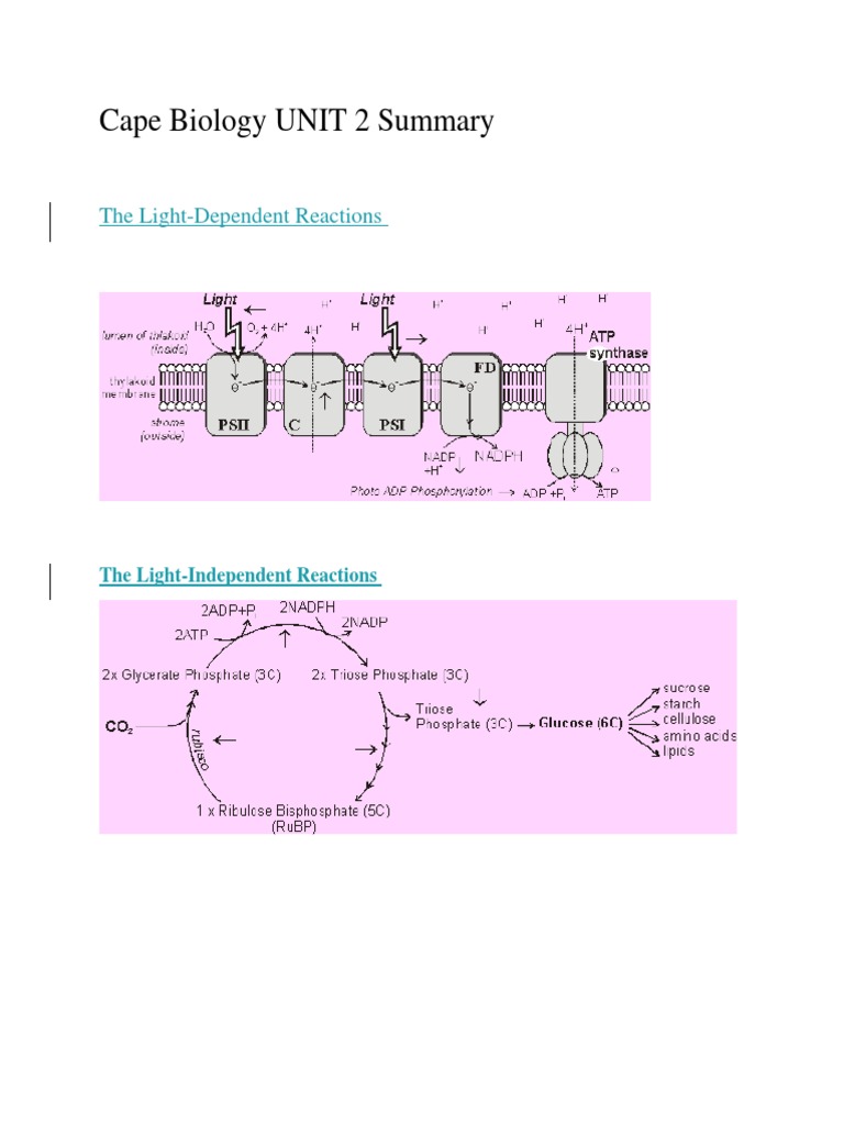 Cape Biology Unit 2 Summary Pdf