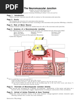 Neuromuscular Junction Labeled Model
