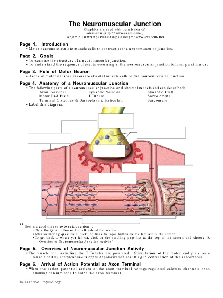 Neuromuscular Junction | PDF | Neuromuscular Junction | Motor Neuron