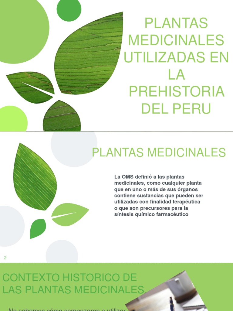 Hierbas Medicinales Peru Exposecion | PDF | Plantas medicinales | Plantas