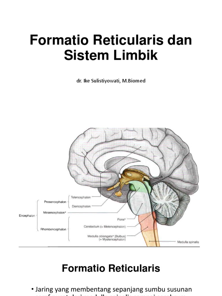 Formatio Reticularis Dan Sistem Limbik Pdf