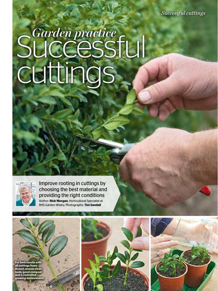 Successful Cuttings: Garden Practice | PDF | Perennial Plant | Root