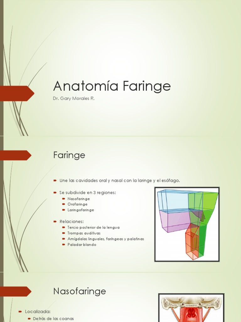 Anatomía Faringe | PDF | Sistema digestivo | Anatomía humana