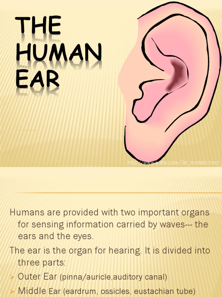 The Human Ear | PDF | Ear | Auditory System