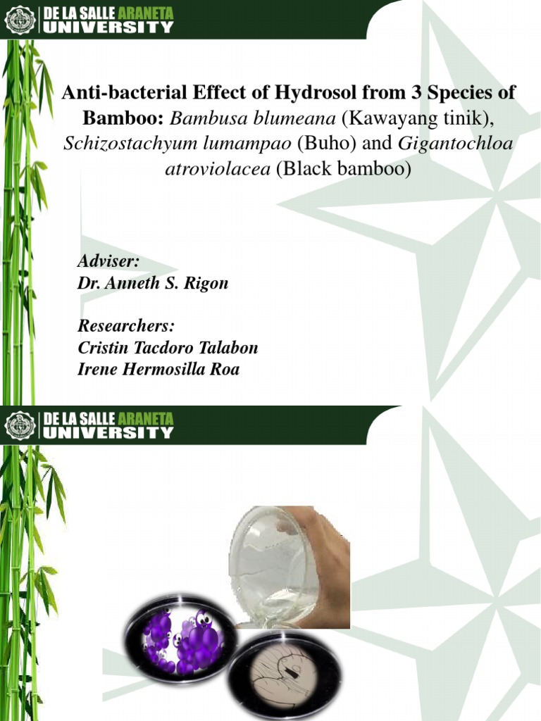 Bamboo Hydrosol's Antibacterial Study | PDF | Antimicrobial | Chemistry