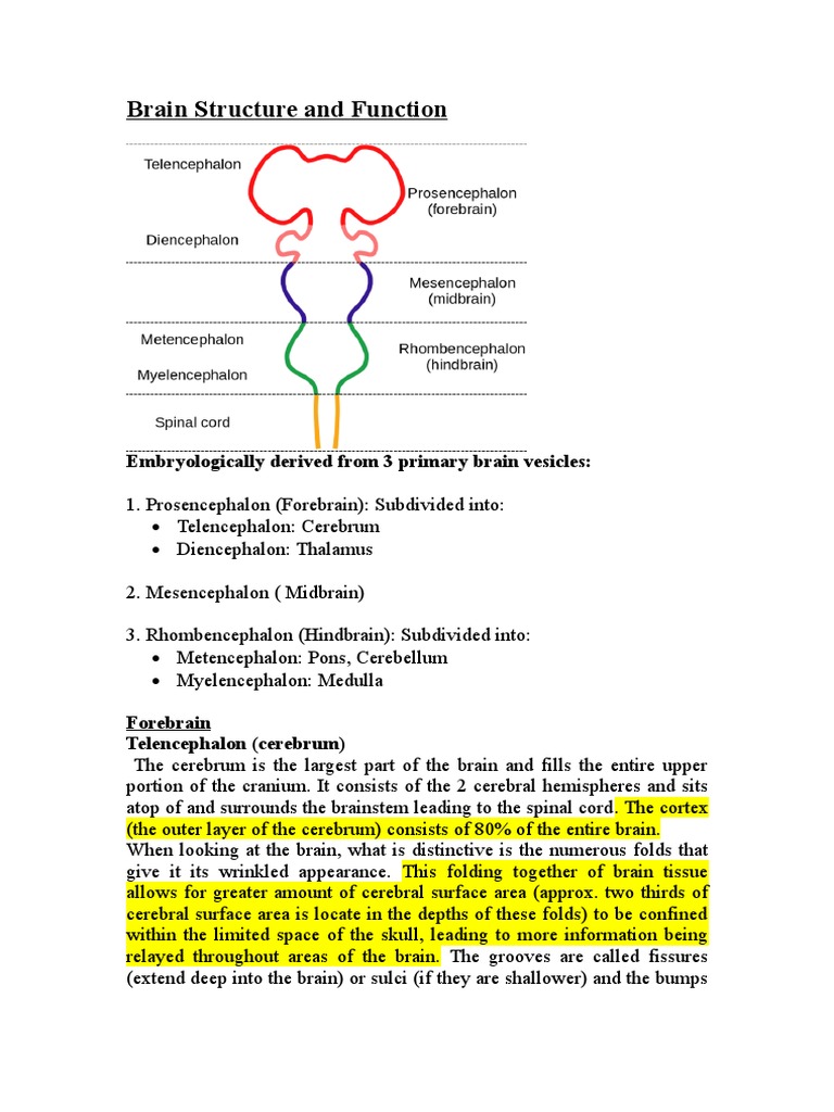 Brain Structure and Function: Embryologically Derived From 3 Primary ...
