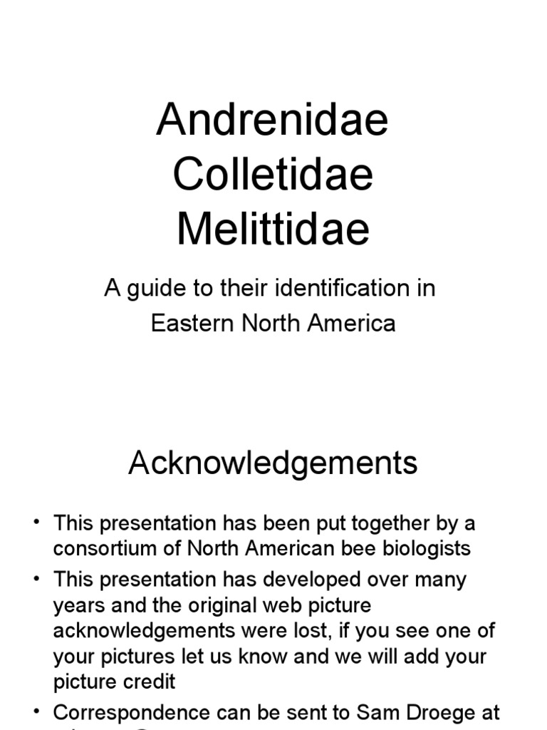 Andrenidae1 1228828541984937 8 | PDF | Bees | Honey Bee