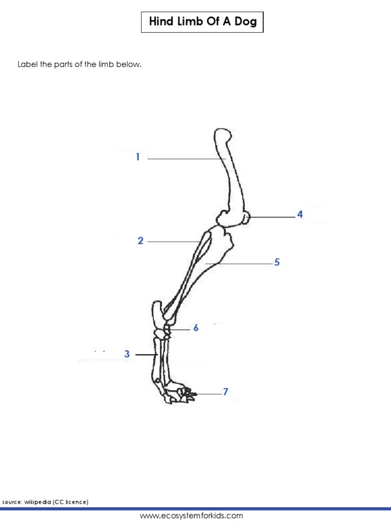 Hind Limb of A Dog | PDF