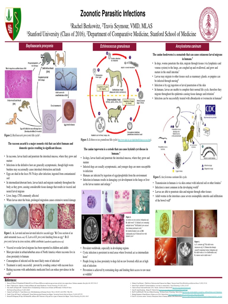 Zoonotic Parasitic Infections | PDF | Pathology | Veterinary Medicine