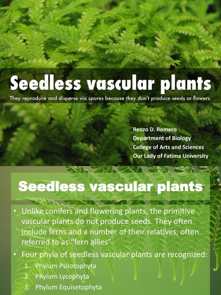 Overview of Seedless Vascular Plants | PDF | Fern | Plant Stem