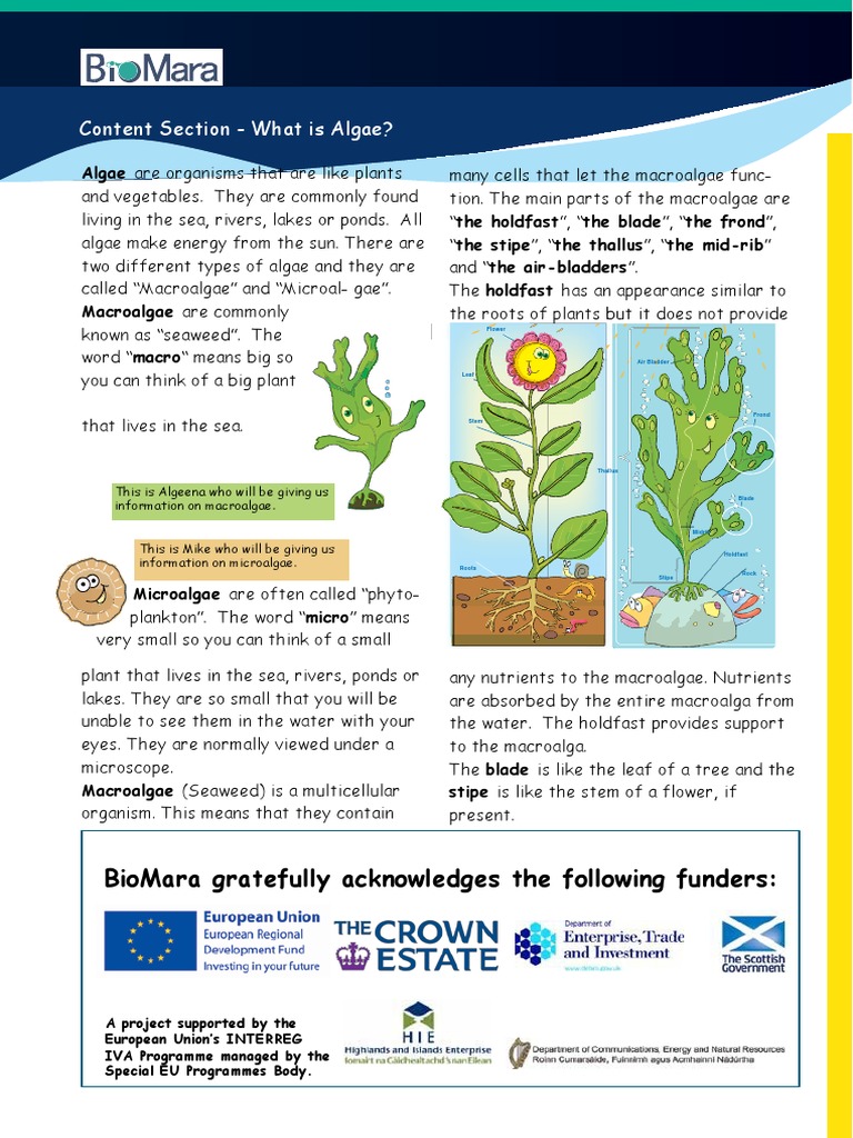 Lesson 1 - What Is Algae | PDF | Seaweed | Algae