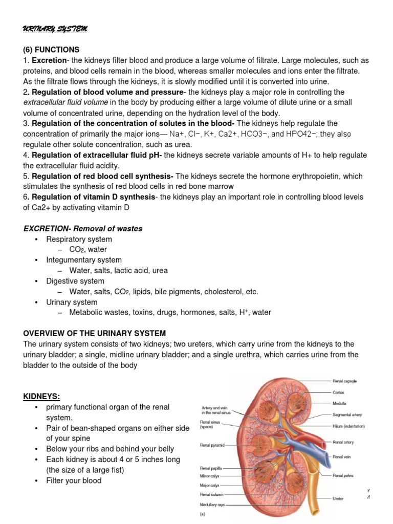 Urinary System | PDF | Kidney | Human Anatomy
