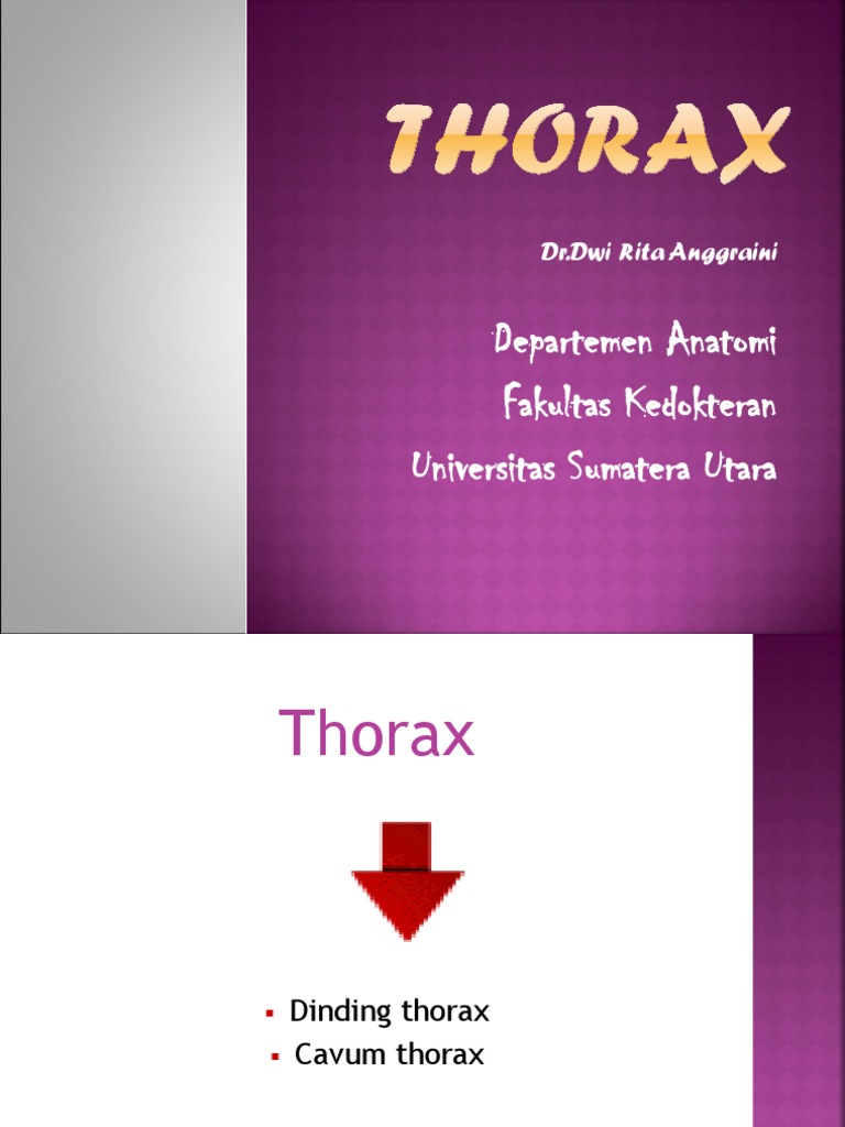 Thorax Pdf