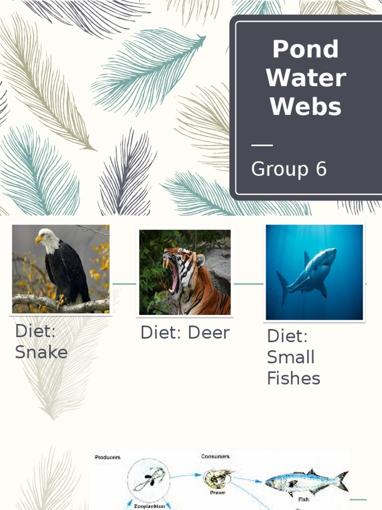 Pond Food Web Analysis Guide | PDF | Food Web | Systems Ecology