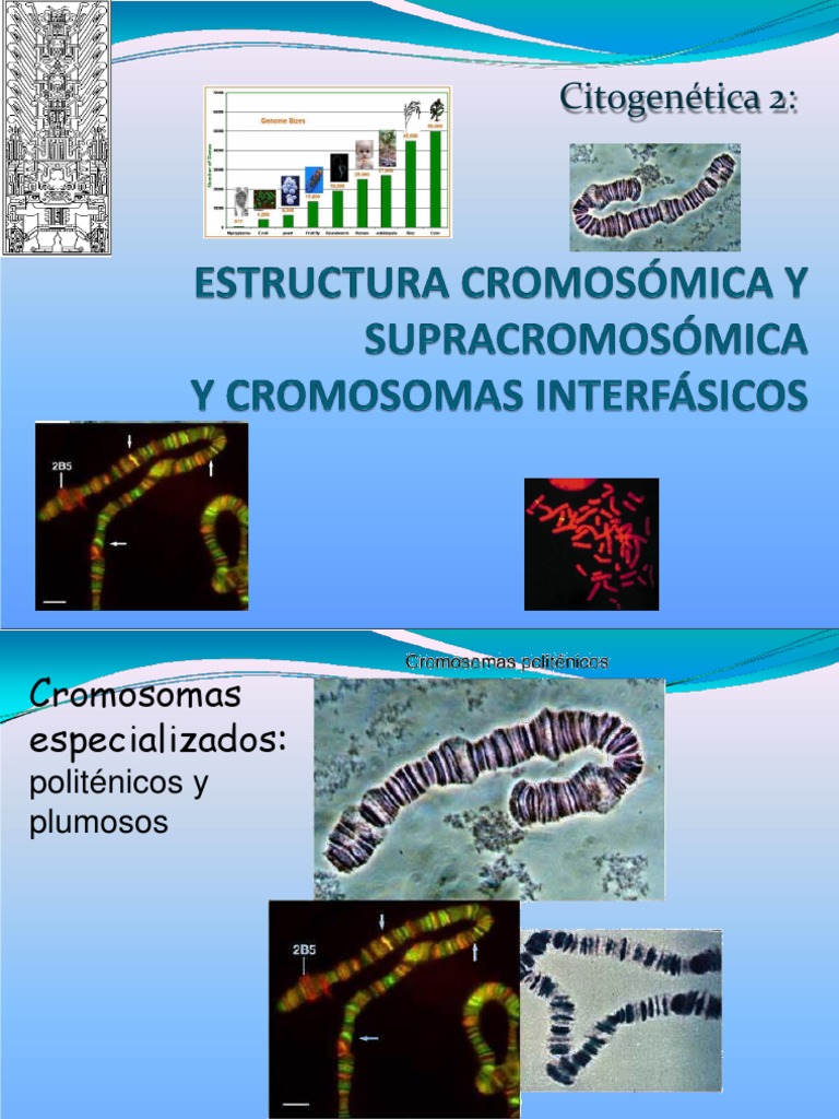 Estructura Cromosomica | PDF | Cromosoma | Adn