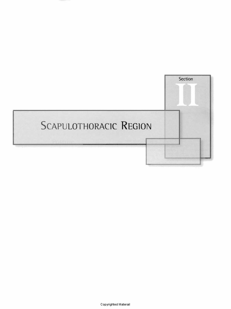 Scapu: Lothorac | PDF | Anatomical Terms Of Motion | Musculoskeletal System