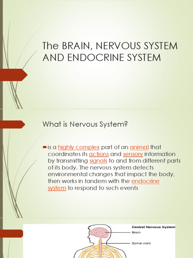 The Brain, Nervous System and Endocrine System | PDF | Nervous System ...