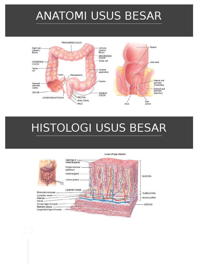 Anatomi Usus Besar | PDF