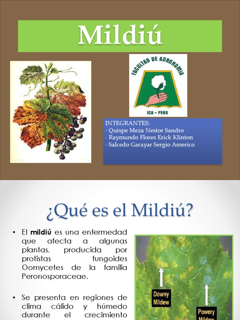 Mildiú: Causas, Síntomas y Tratamientos | PDF | Organismos | Plantas
