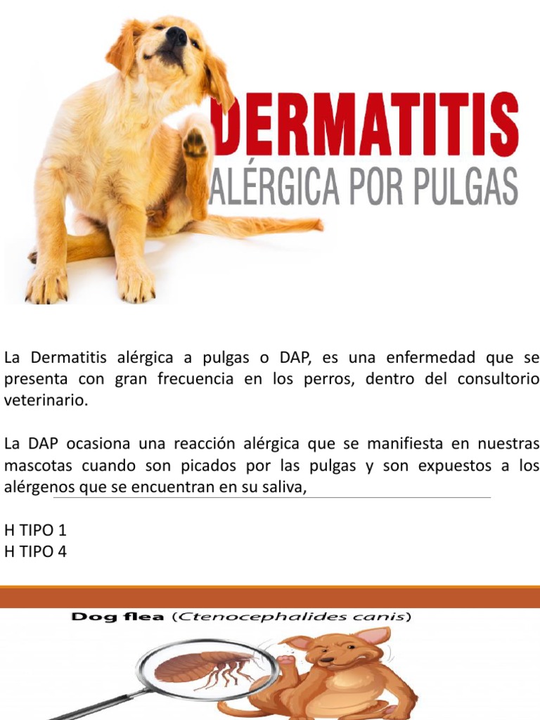 Tratamiento de Dermatitis Alérgica por Pulgas | PDF
