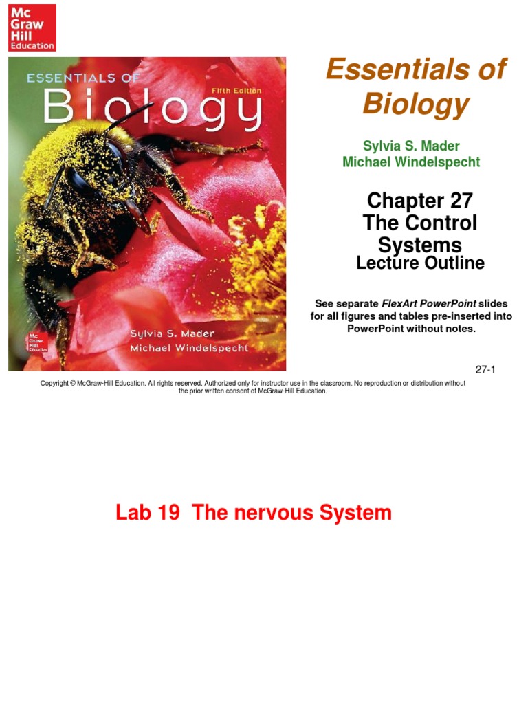 Lab 19 The Nervous System | PDF | Cerebrum | Central Nervous System